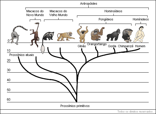 Evolução Humana Evolução Humana